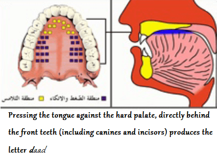 Makharij Al-Huroof: Points Of Articulation | Riyad Alquran